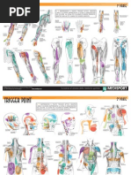 Chapman Points Table | PDF | Anatomical Terms Of Location | Neck