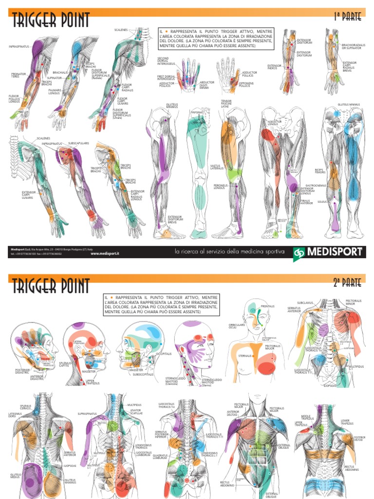Poster Trigger Point | PDF | Musculoskeletal System | Joints
