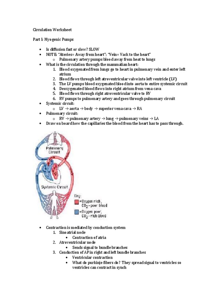 Circulation Worksheet | PDF | Heart | Circulatory System