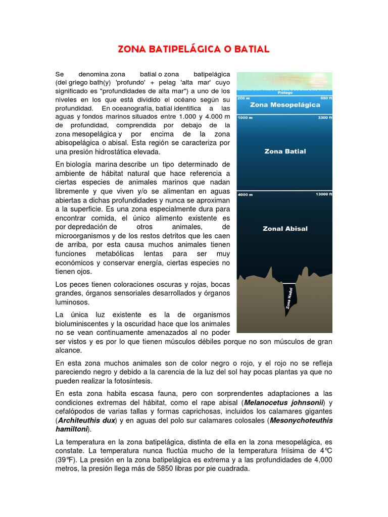 Zona Batipelágica o Batial | PDF