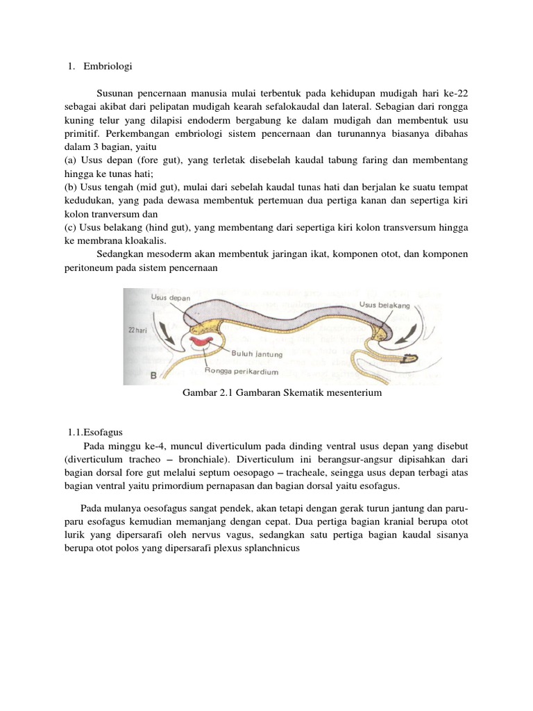 Embriologi Esofagus, Gaster | PDF