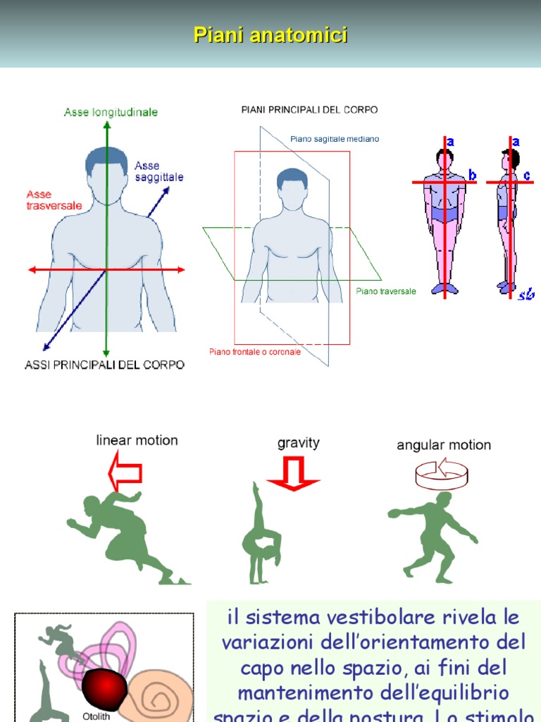 Sistema Vestibolare | PDF