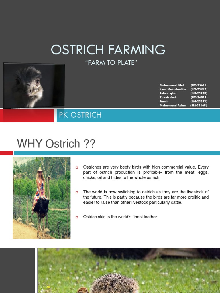 Ostrich Farming Business Overview | PDF | Meat | Economics