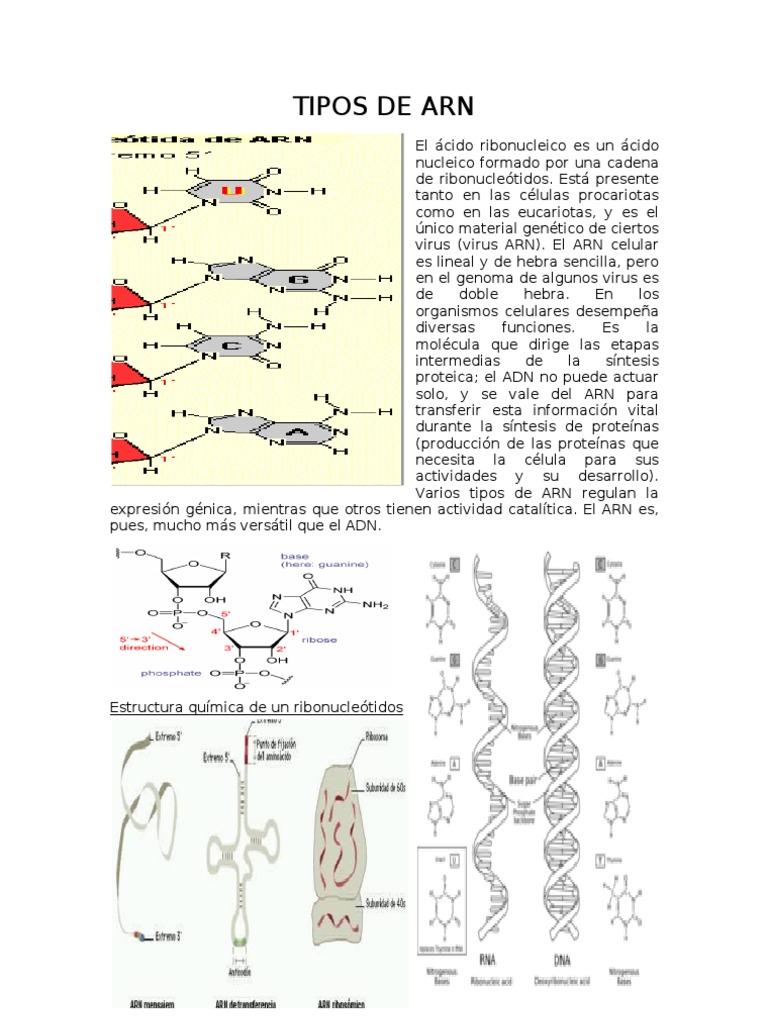 Tipos de Arn | PDF