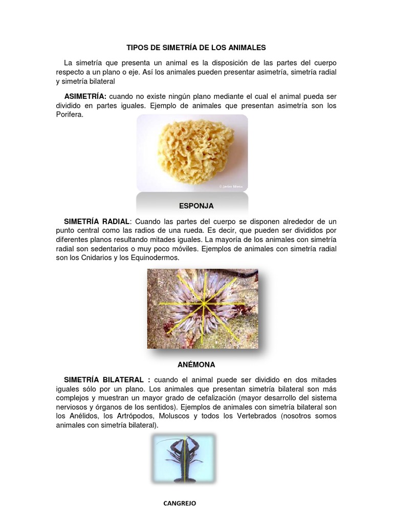 Tipos de Simetría en Animales | PDF | Simetría | Hoja