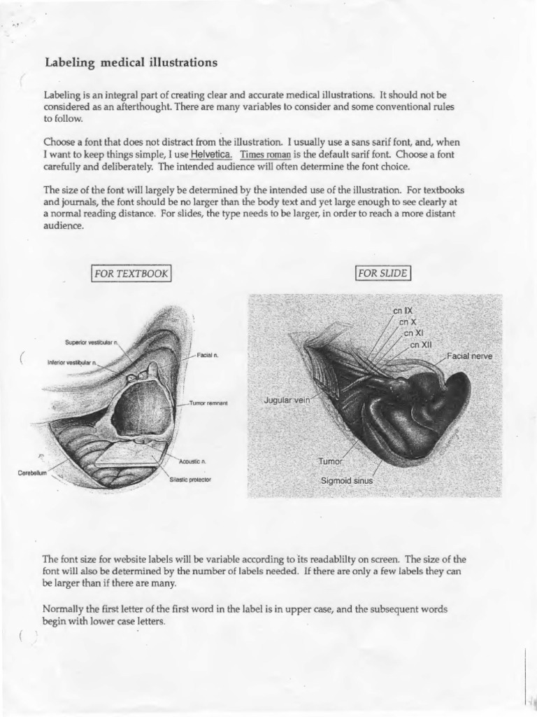 Labelling Medical Illustration | PDF | Anatomical Terms Of Location ...