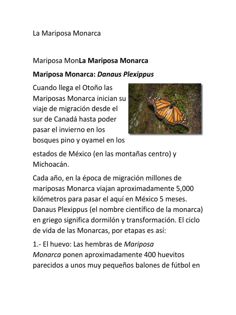 Ciclo de Vida de la Mariposa Monarca | PDF | Lepidópteros | Insectos