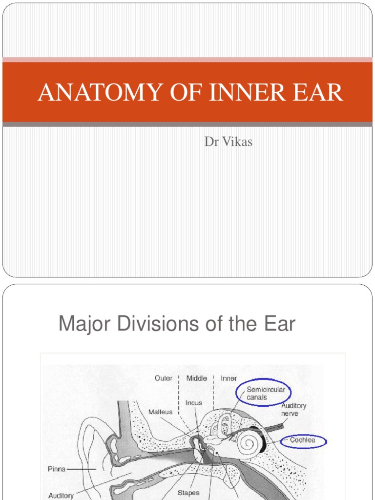 Inner Ear Anatomy | PDF | Auditory System | Ear