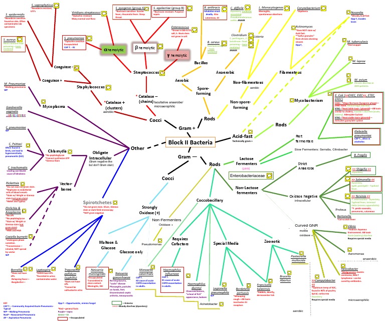 Bacteria Chart Complete | PDF | Pneumonia | Staphylococcus