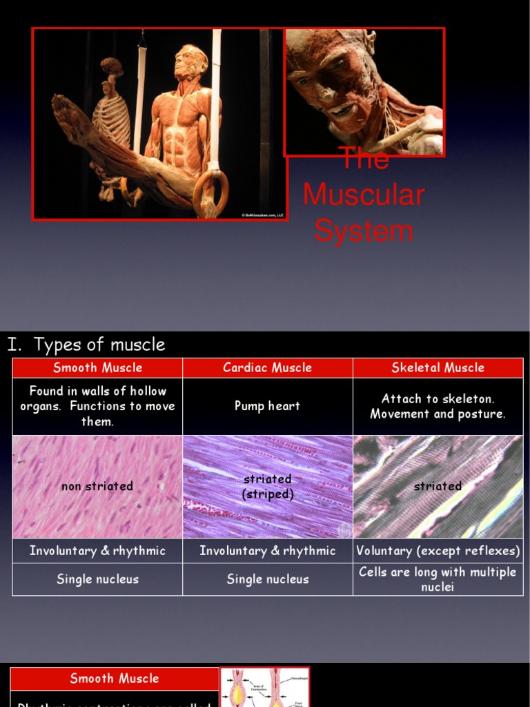 Powerpoint on Muscles | Muscle Contraction | Muscle