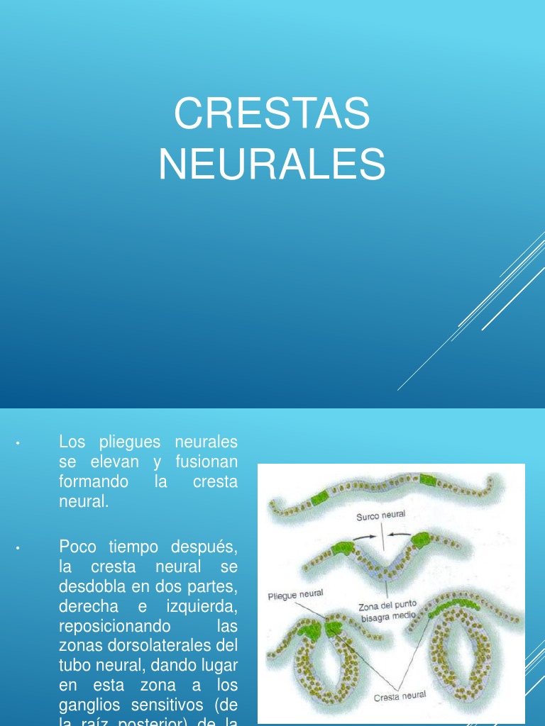 Crestas Neurales 2 | PDF | Sistema nervioso | Anatomía