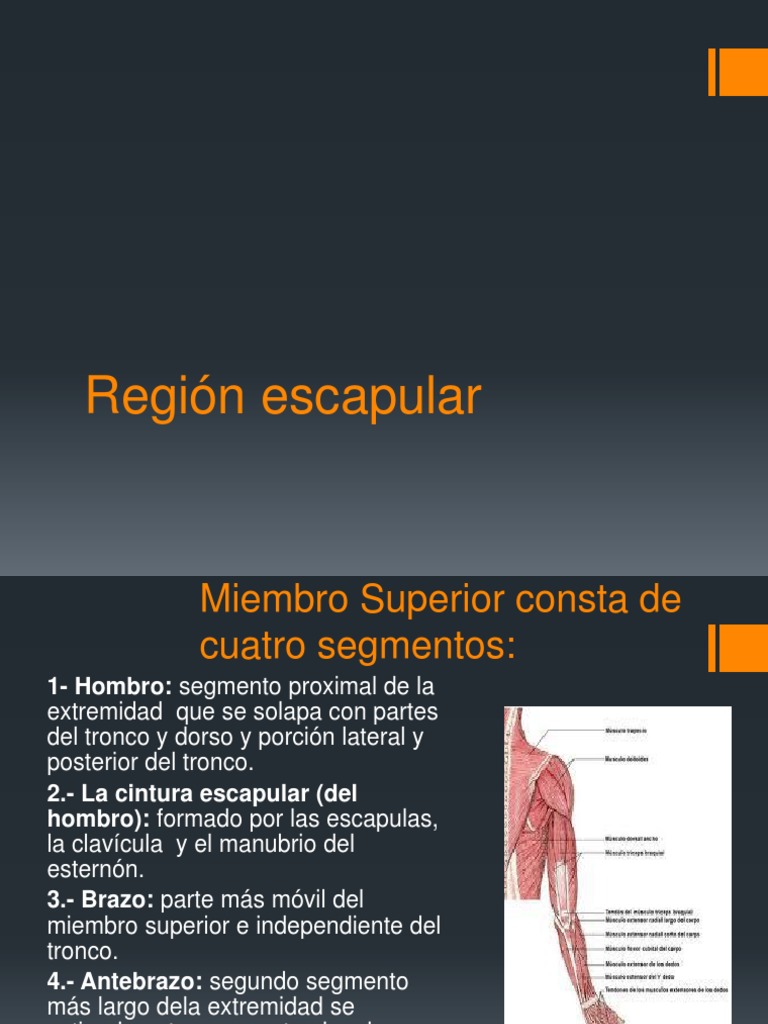 Region Escapular | PDF | Hombro | Articulaciones