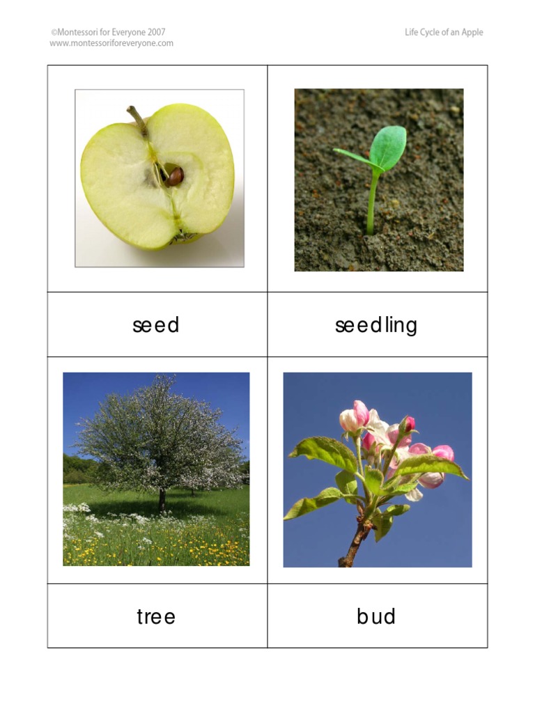 Life Cycle of An Apple | PDF