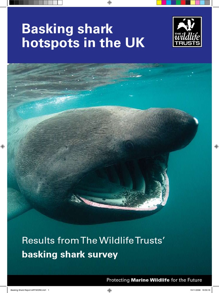 Basking Sharks Report UK | PDF | Sharks | Oceanography