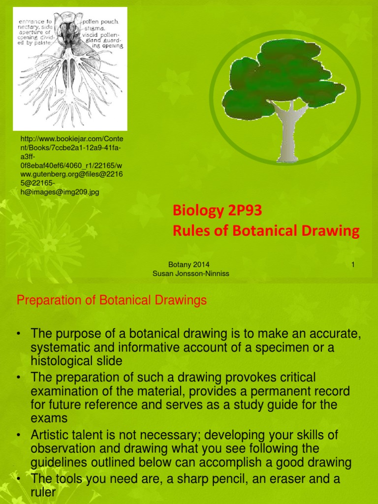 Rules of Botanical Drawing | Download Free PDF | Tissue (Biology) | Botany