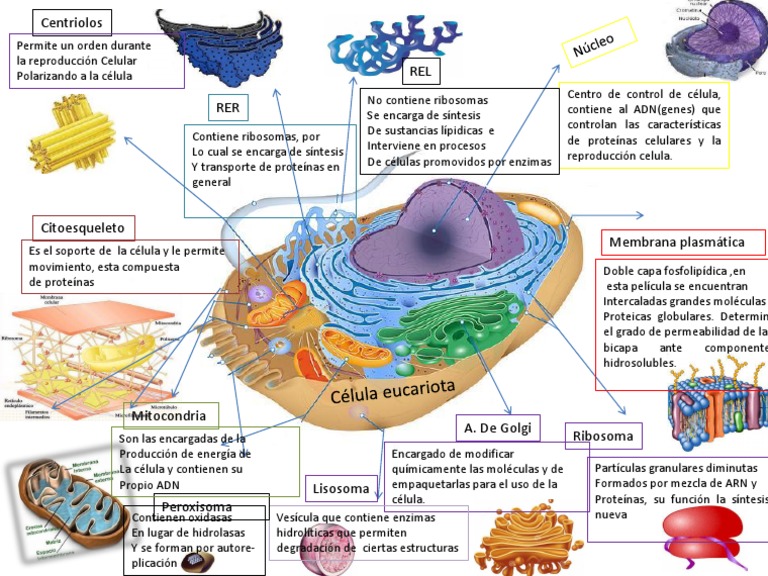 Célula Eucariota | PDF