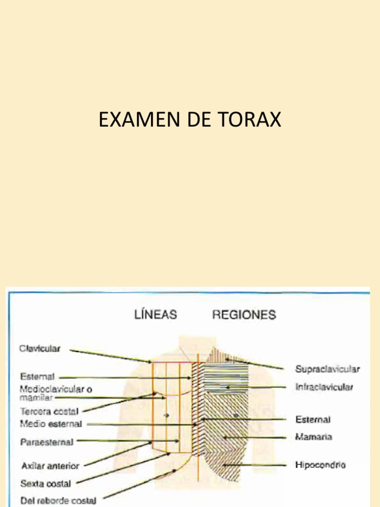 Examen de Tórax: Inspección y Alteraciones | PDF | Respiración | Tórax