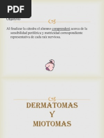 Dermatomas y Miotomas Actualizado | PDF | Codo | Tobillo