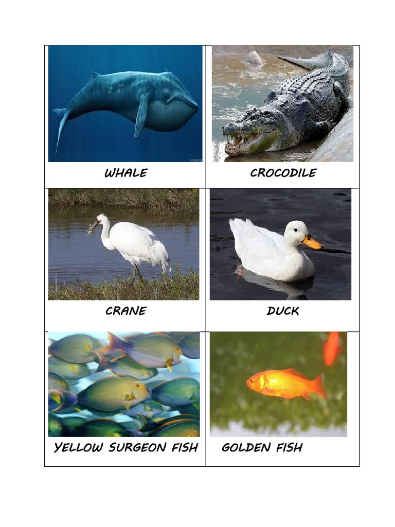 Water Animals | PDF