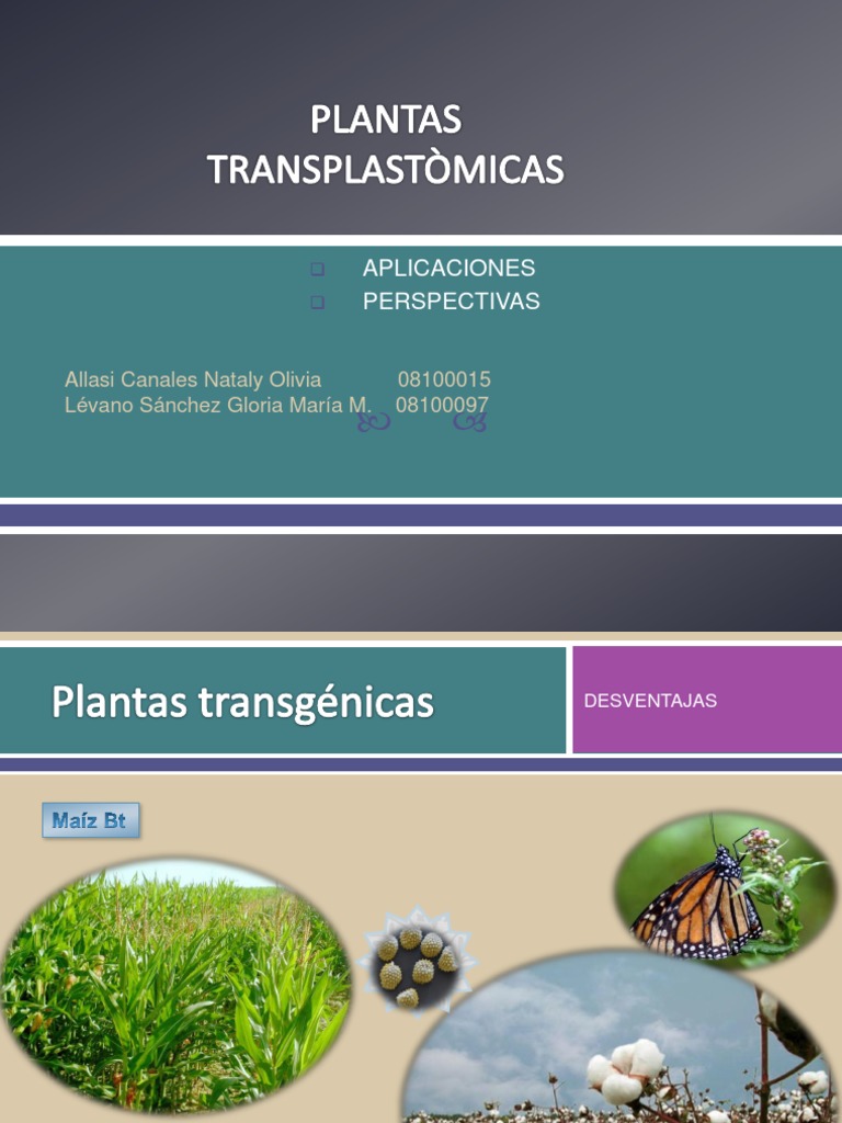 Plantas Transplastómicas, Aplicaciones y Perspectivas | PDF | Promotor ...