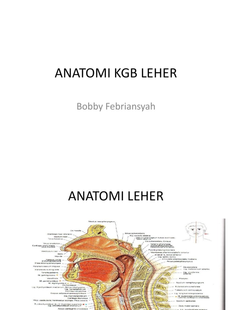 Anatomi KGB Leher (Bo) | PDF