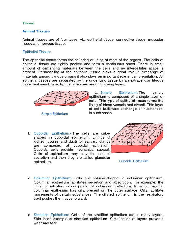 Animal Tissue | PDF | Epithelium | Tissue (Biology)