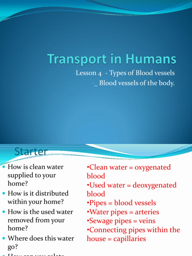Transport in Humans - 2013 - Lesson4 - Blood Vessels | PDF | Artery | Vein