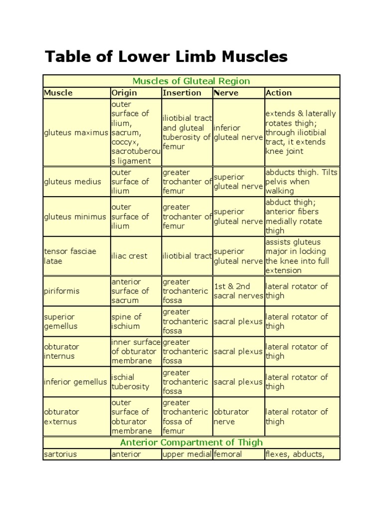 Lower Limb Muscles: Origin & Action Table | PDF | Foot | Human Leg