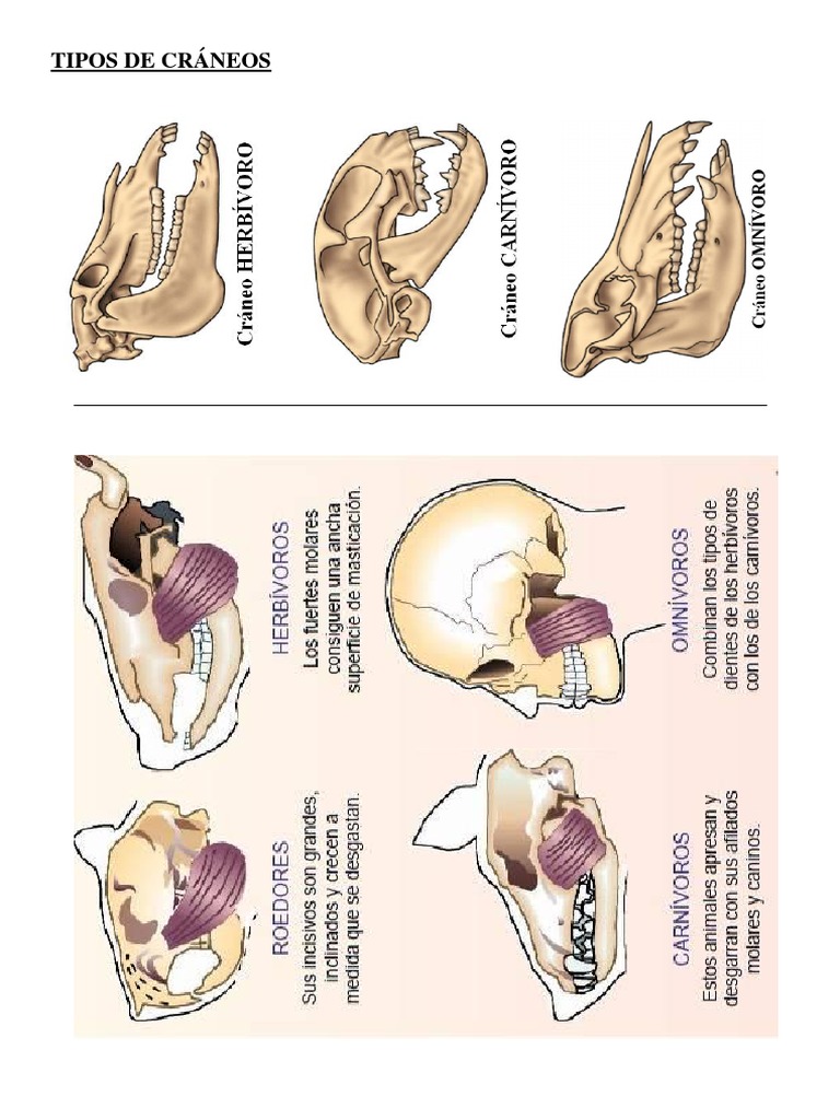 Tipos de Cráneos | PDF
