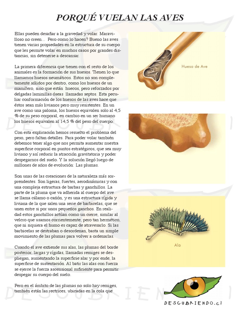 Por Que Vuelan Las Aves | PDF | Pulmón | Pluma Por Que Vuelan Las Aves | PDF | Pulmón | Pluma
