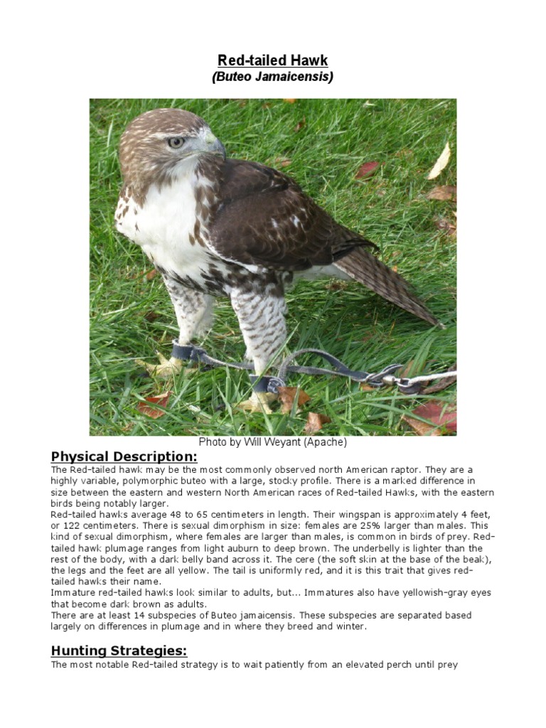Red Tailed Hawk | PDF | Hawk | Birds