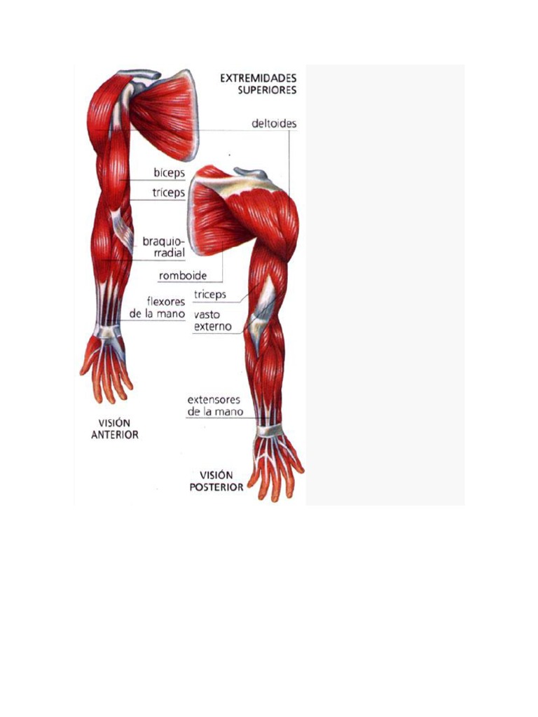 Musculos de Las Extremidades Superior E Inferior | Hombro | Mano