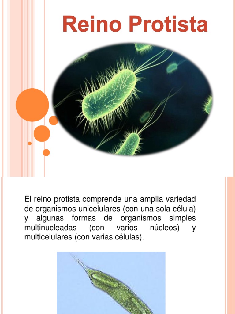 Reino Protista | Eucariotas | Célula (Biología)