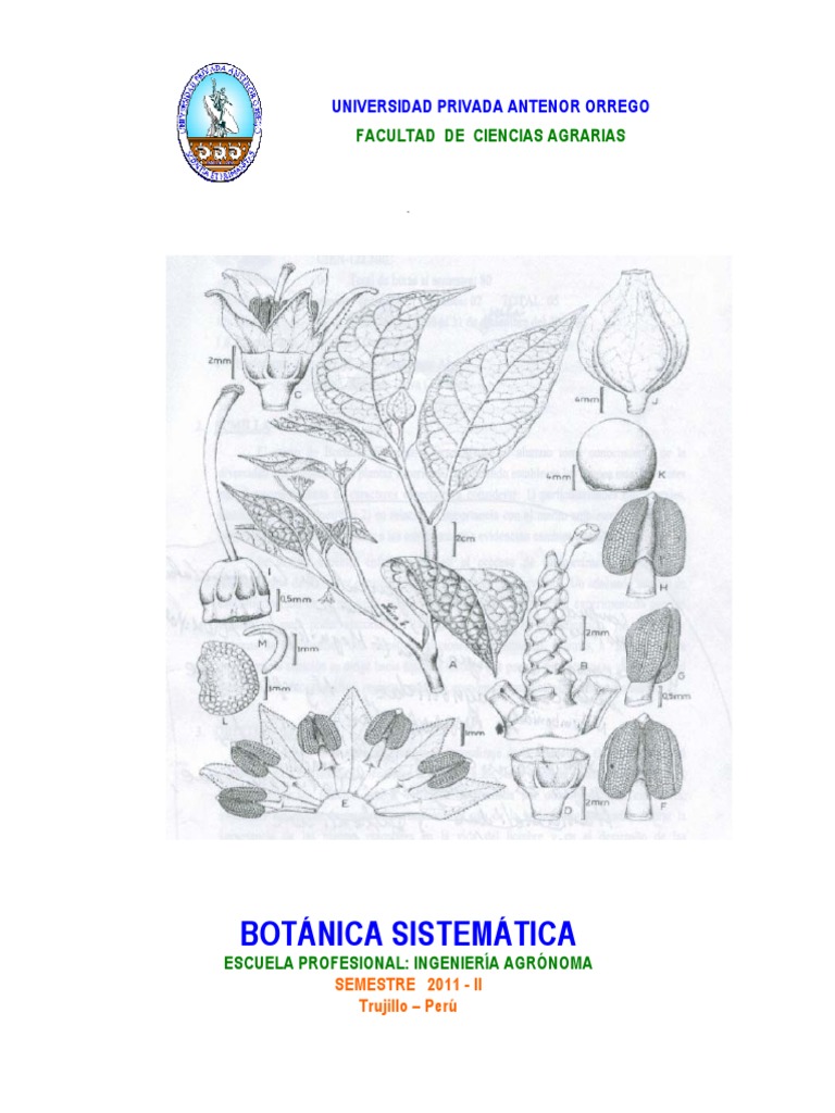 Botanica Sistematica | PDF | Pinophyta | Plantas