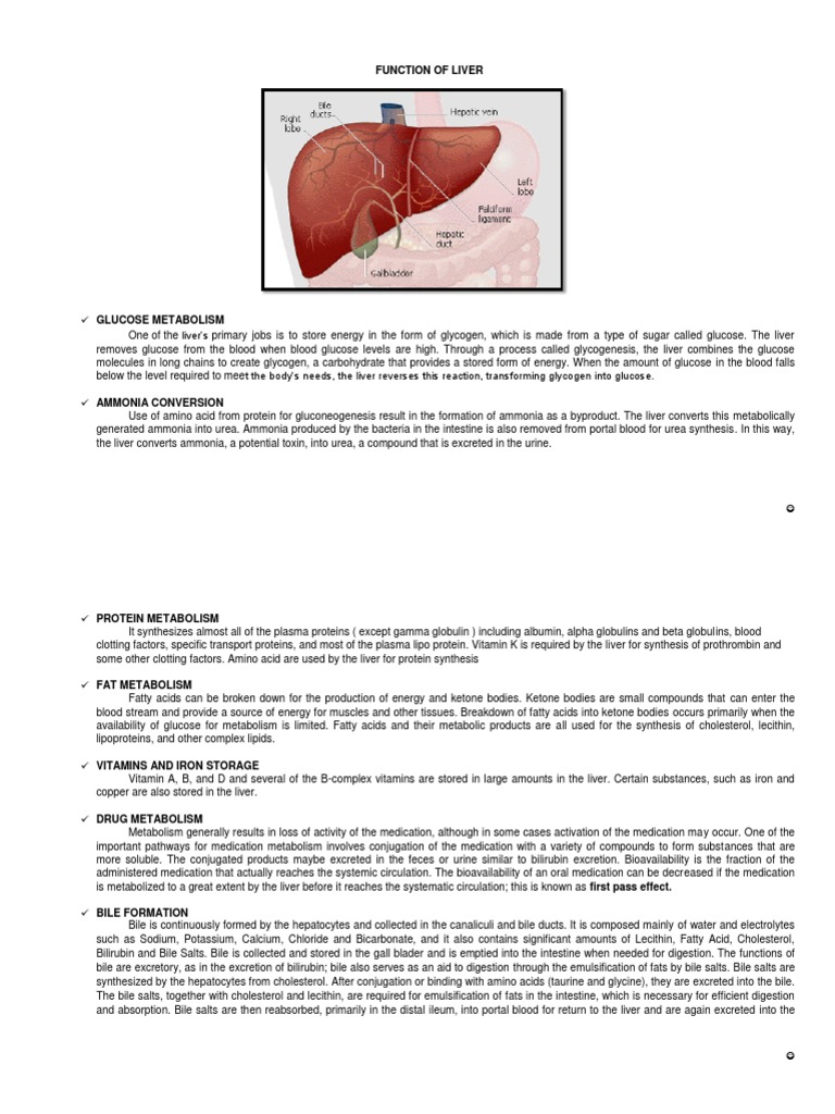 The Functions and Metabolism of the Liver: An In-Depth Look at Glucose ...