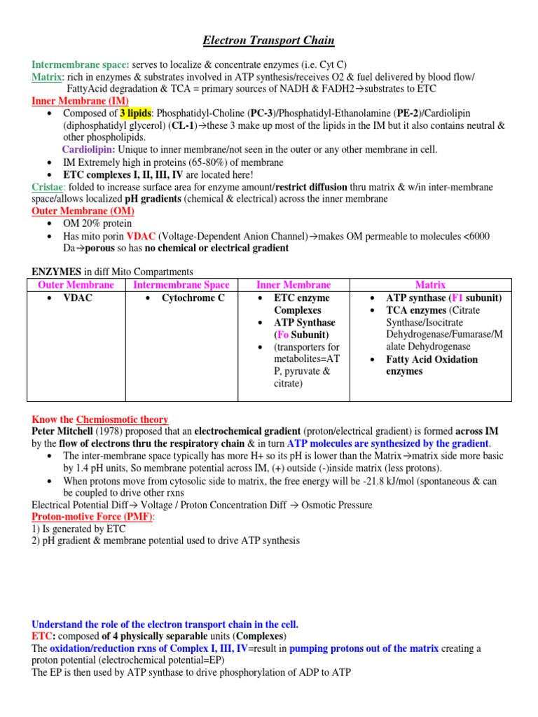 Electron Transport Chain Notes | PDF | Adenosine Triphosphate ...