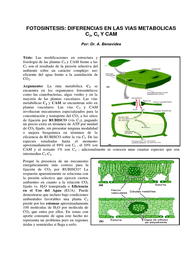 Fotosintesis C3 C4 y CAM Gemido | PDF | Plantas | Fotosíntesis