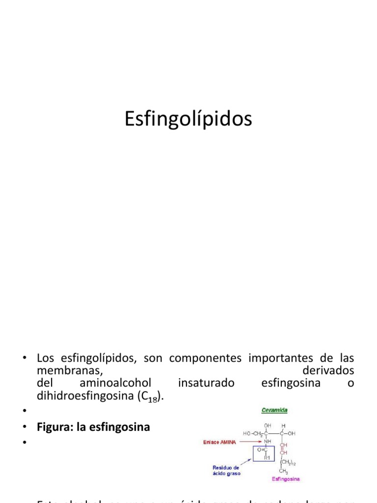 Estructura y función de esfingolípidos | PDF | Lípido | Colesterol