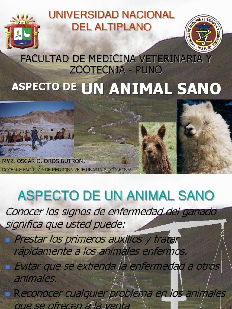 Aspecto de Un Animal Sano | PDF | Diarrea | Vacas