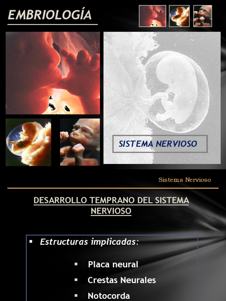 Embriologia Del Sistema Nervioso | PDF | Médula espinal | Sistema nervioso