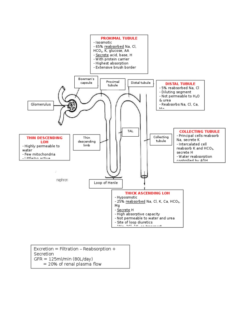 Kidney Tubule Function and Reabsorption | PDF | Technology & Engineering