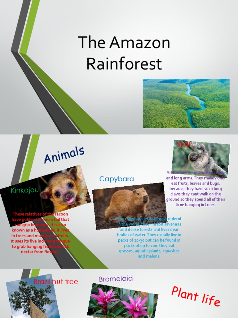 The Amazon Rainforest | PDF | Home & Garden