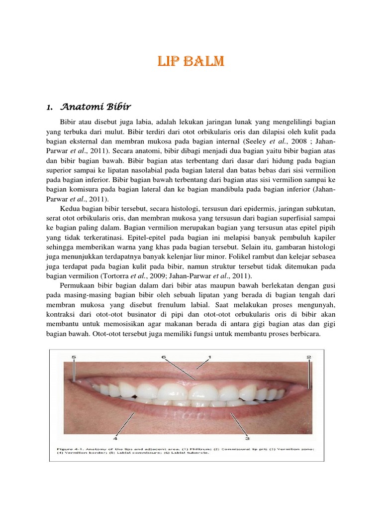 Anatomi Bibir | PDF