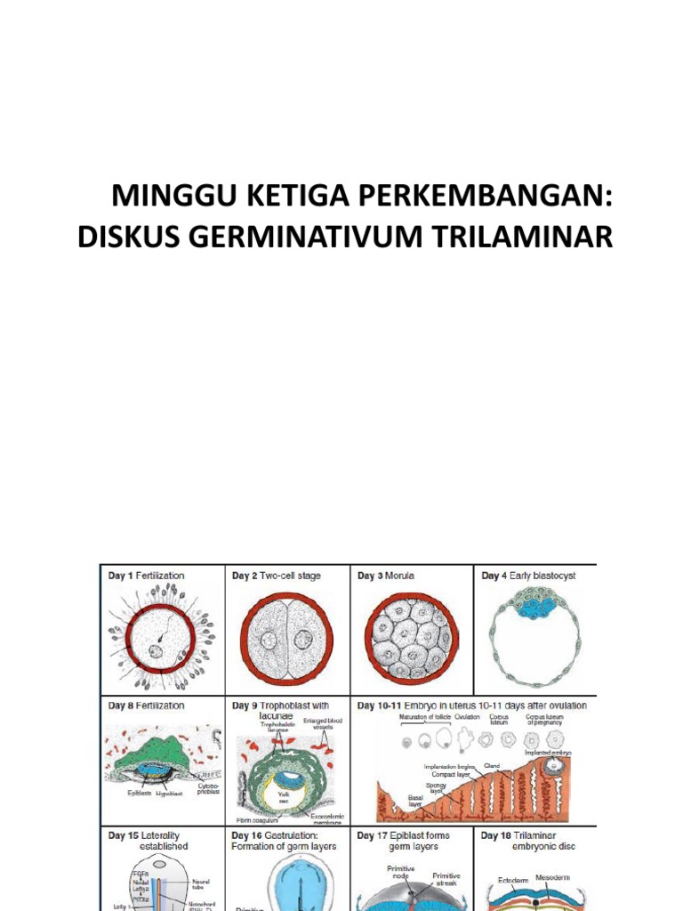 Trilaminar Germ Disc | PDF