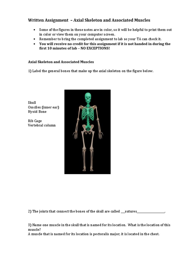 Written Assignment - Axial Skeleton and Associated Muscles | PDF ...