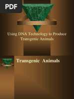 Rosie The Transgenic Cow | PDF