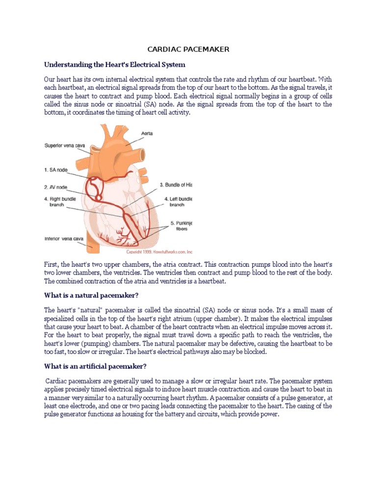 Understanding The Heart's Electrical System: Cardiac Pacemaker | PDF | Heart | Atrium (Heart)