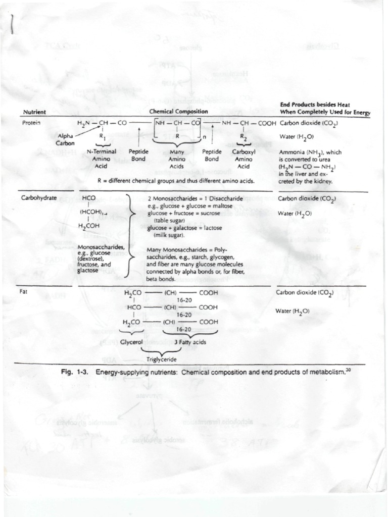 Biochemistry Basics | PDF | Carbohydrates | Glucose