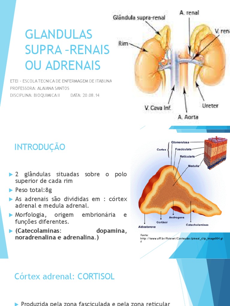 Glandulas Supra - Renais Ou Adrenais | PDF | Gastronomia, comida e ...