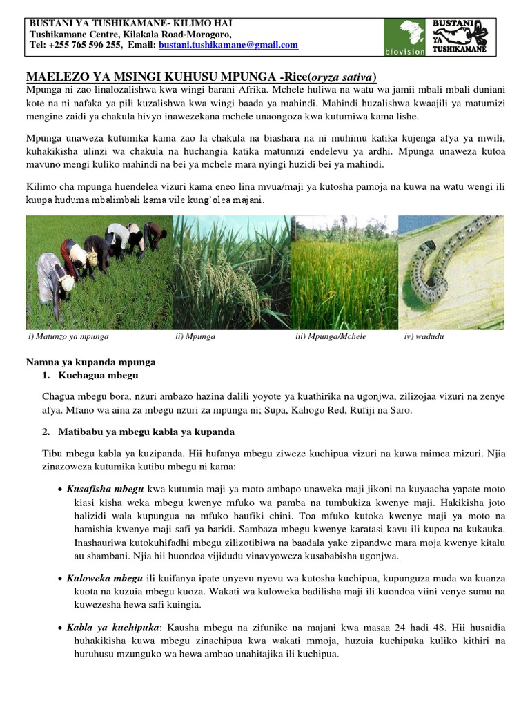 Mpunga Rice | PDF